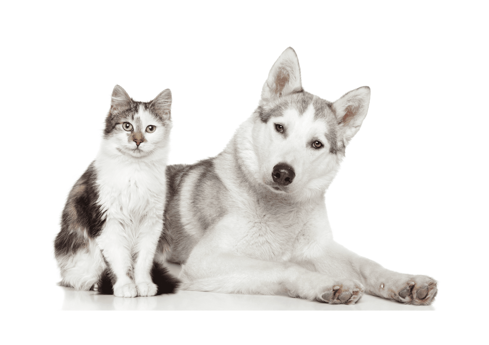 Book Appointment - Biovet Clinic