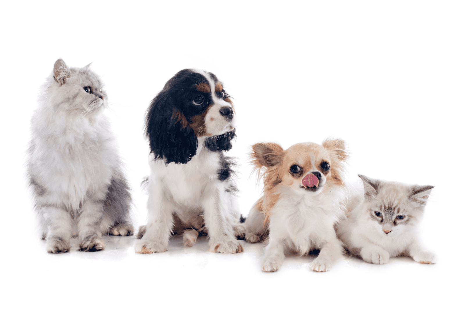 About Us - Biovet Clinic