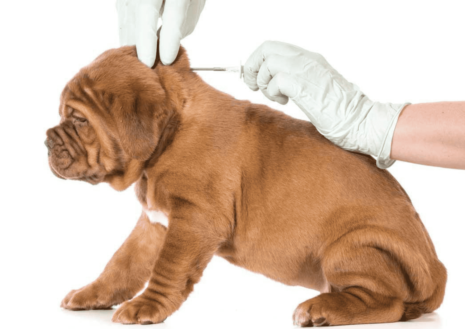 Pet Microchipping Dubai | Biovet Clinic in JLT
