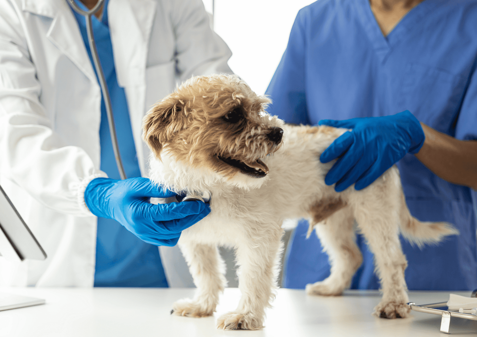 Wellness Exams - Biovet Clinic